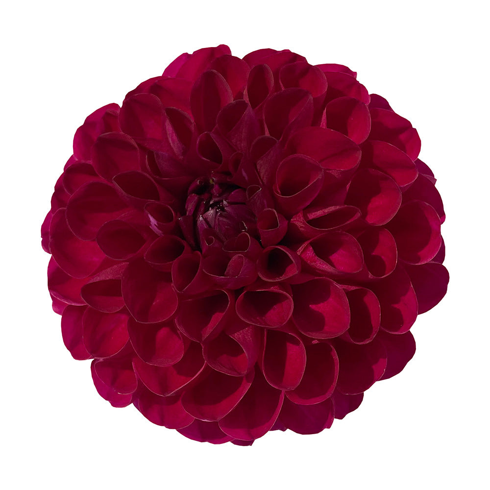 JS EMMA LEE – Chelan Butte Dahliary