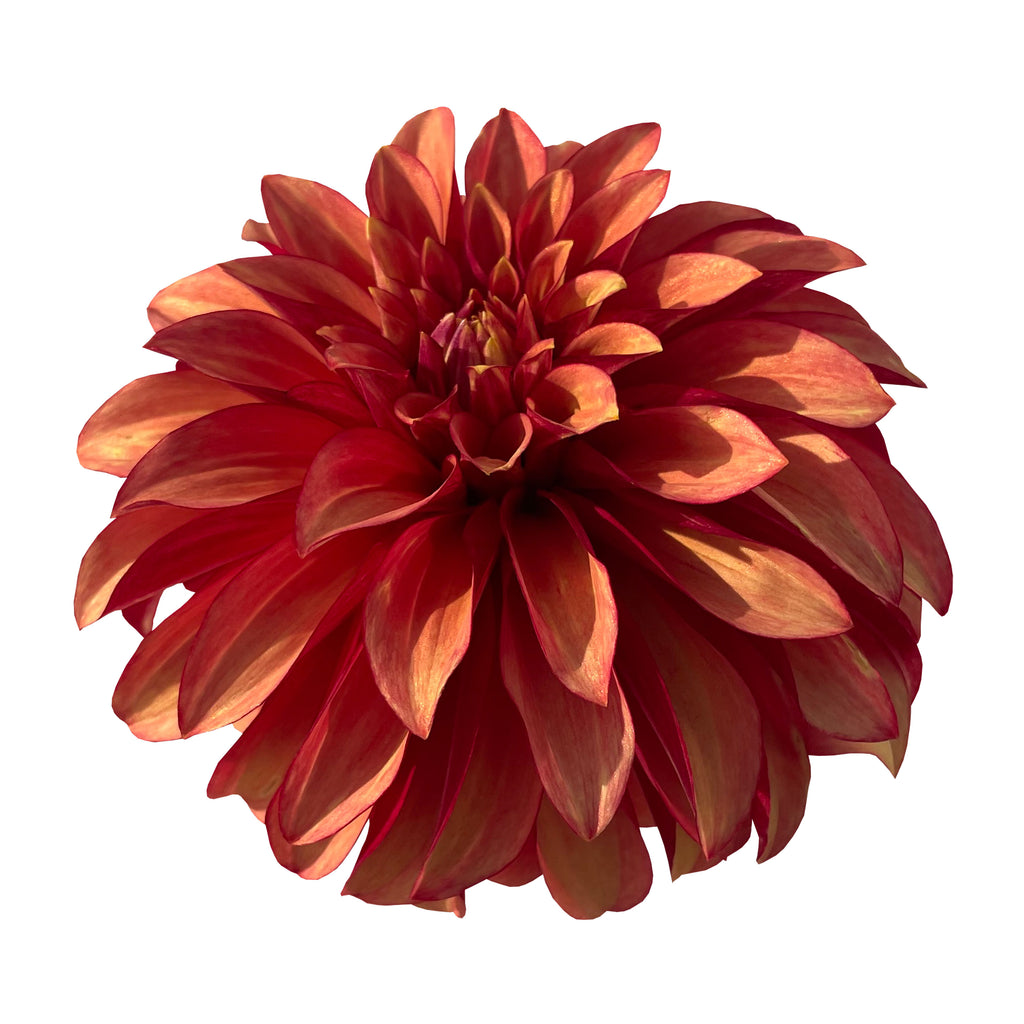 WB'S CECIL – Chelan Butte Dahliary