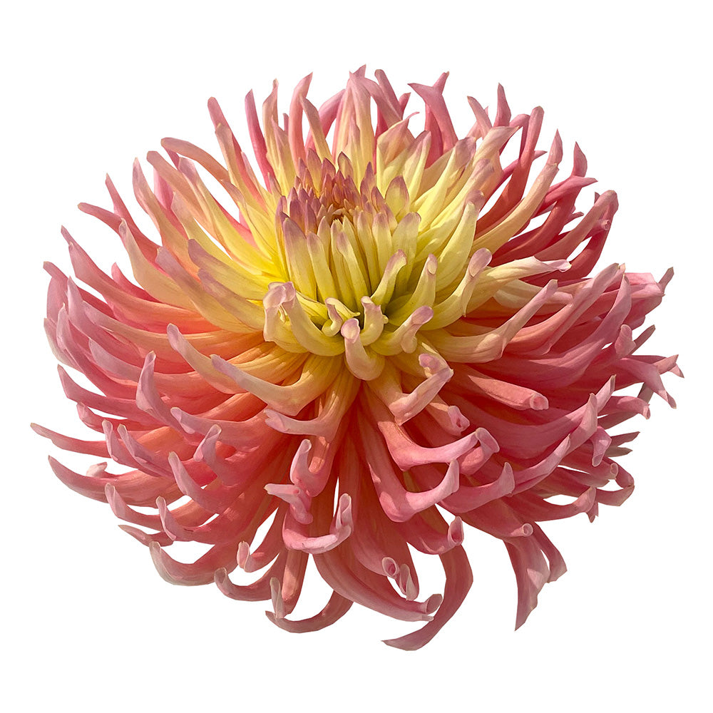 ALFRED GRILLE – Chelan Butte Dahliary