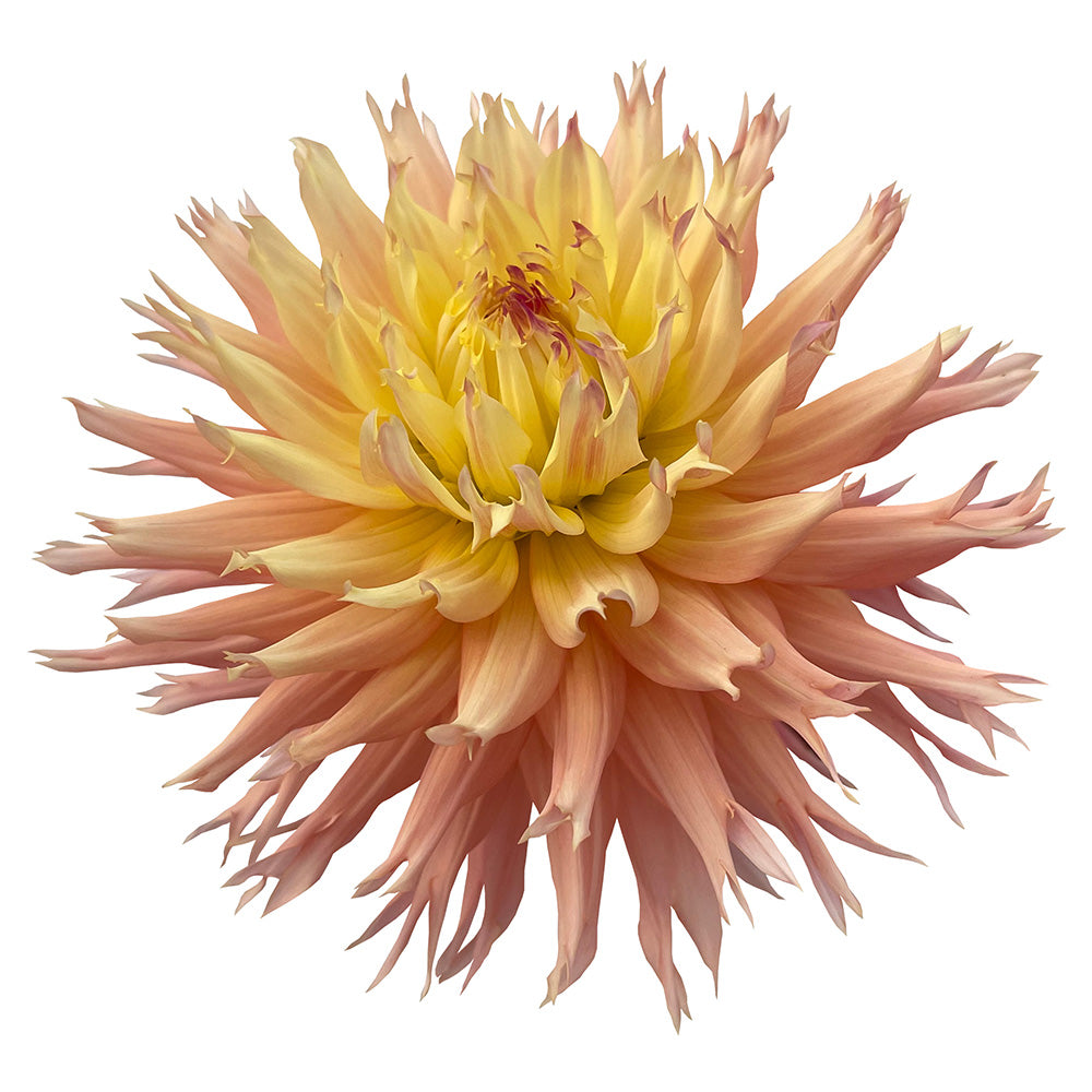 ALLEN’S ANGEL EYE – Chelan Butte Dahliary