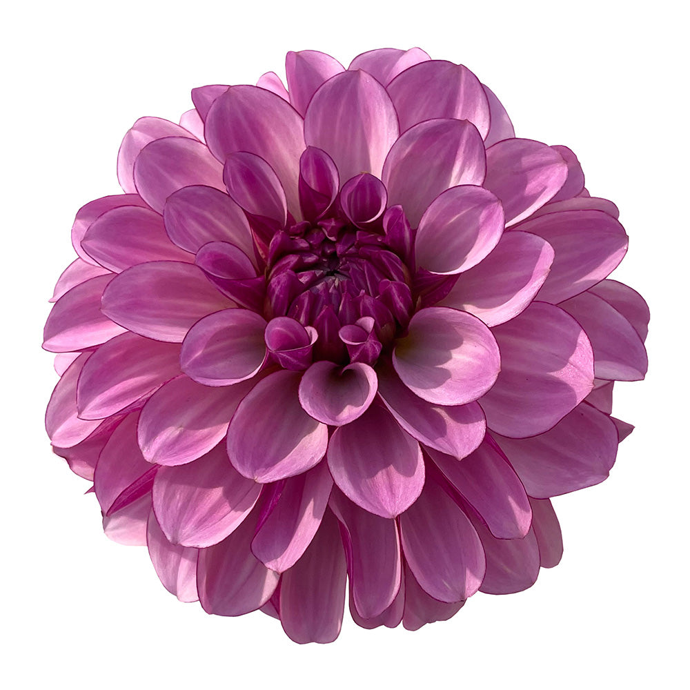 AMETHYST ORB – Chelan Butte Dahliary