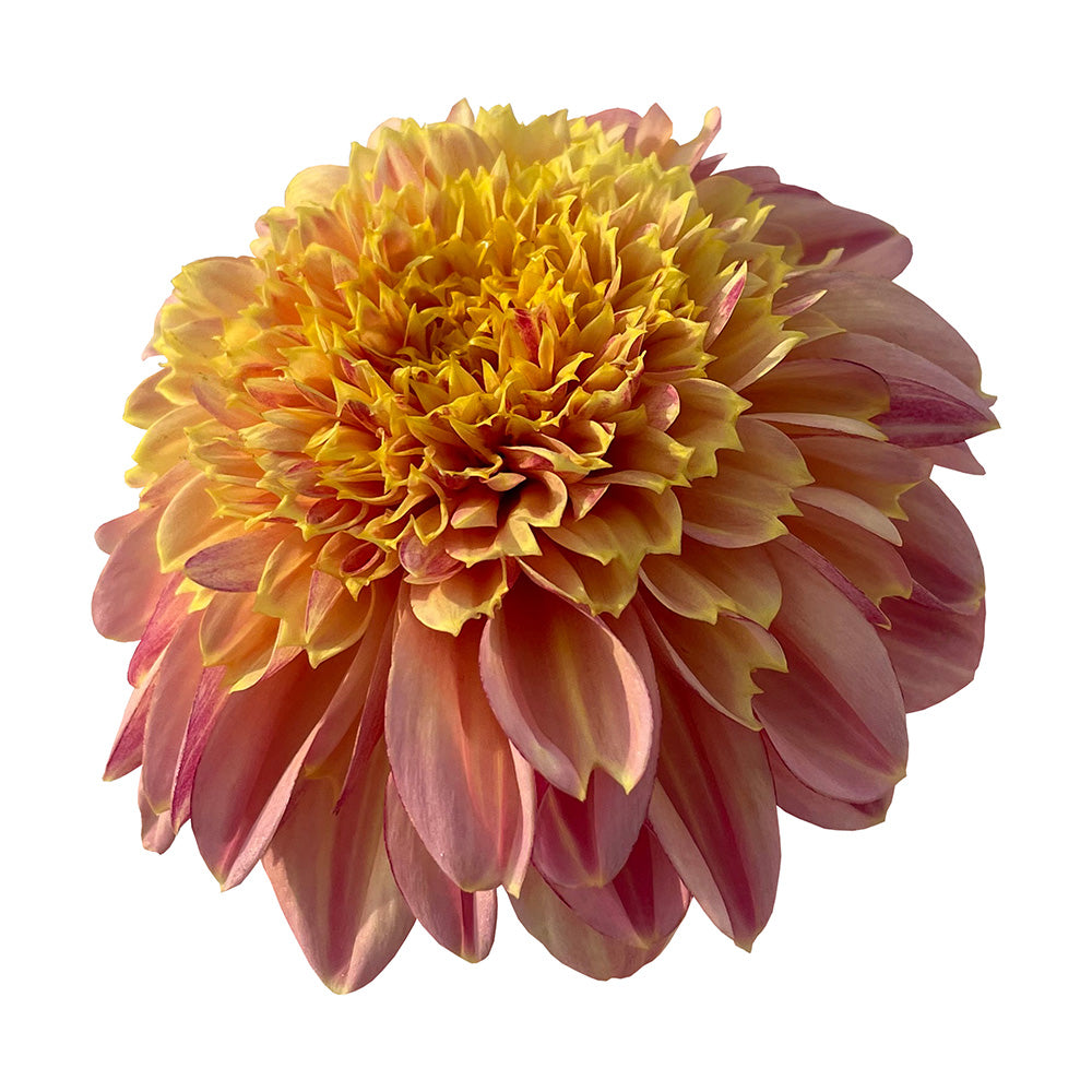 BJ'S RIVAL – Chelan Butte Dahliary