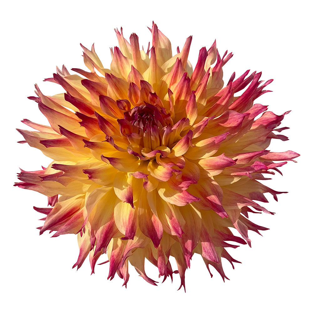 BLOOMQUIST CALMING – Chelan Butte Dahliary