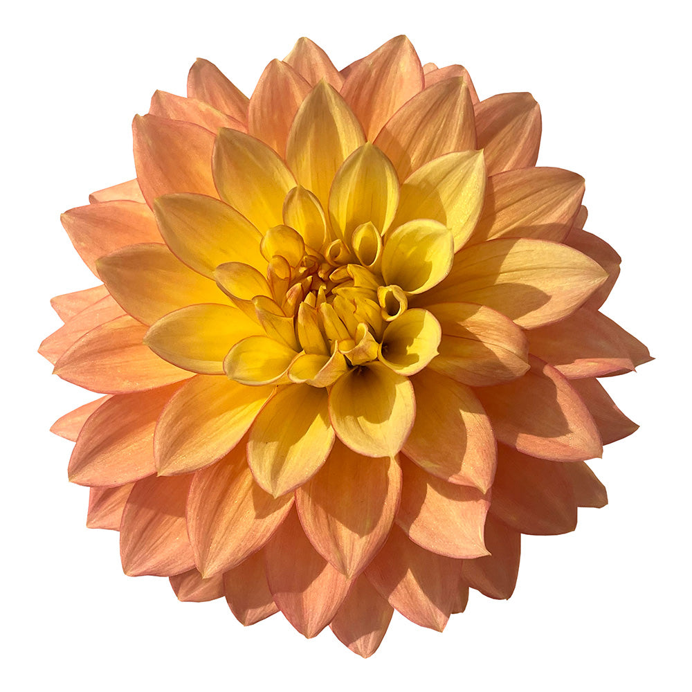 BLOOMQUIST VIGOR – Chelan Butte Dahliary