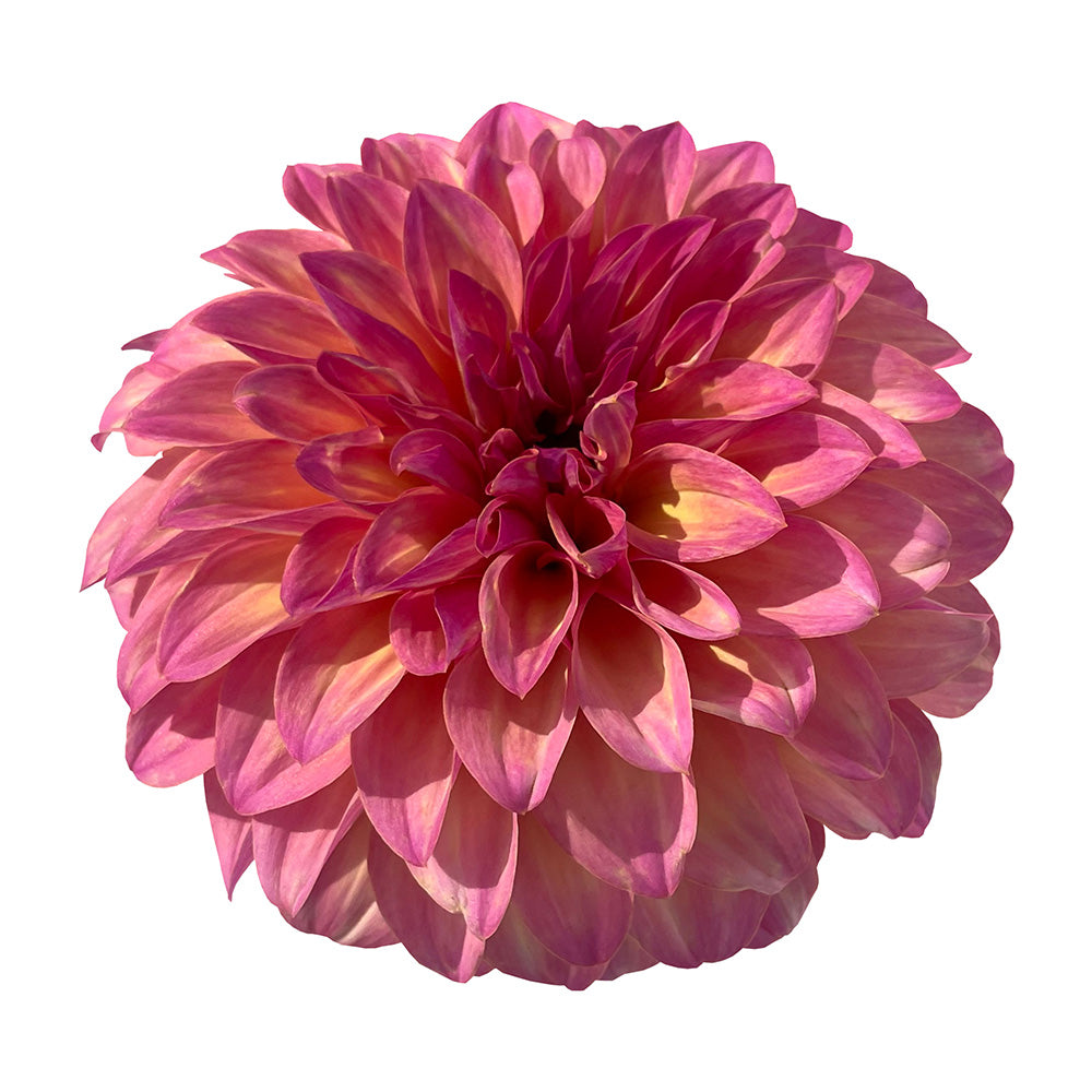 BLOOMQUIST FREDENE – Chelan Butte Dahliary