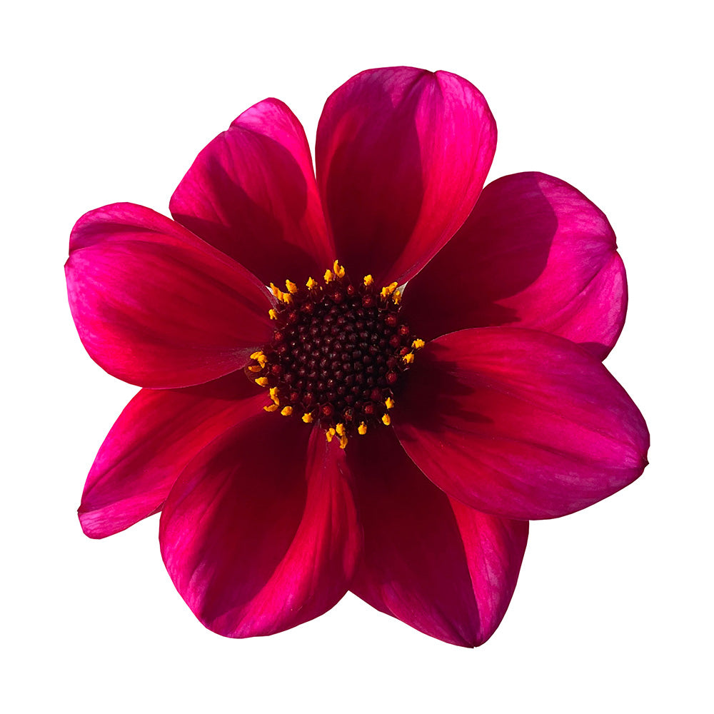 BLOOMQUIST RICH COLOR – Chelan Butte Dahliary