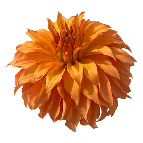 Dahlia Tubers – Page 2 – Chelan Butte Dahliary