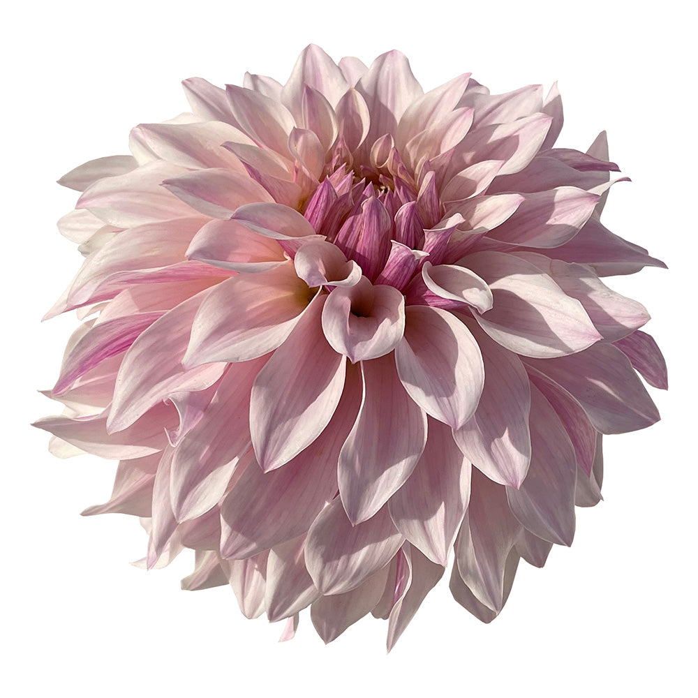 BLOOMQUIST COMPARE – Chelan Butte Dahliary
