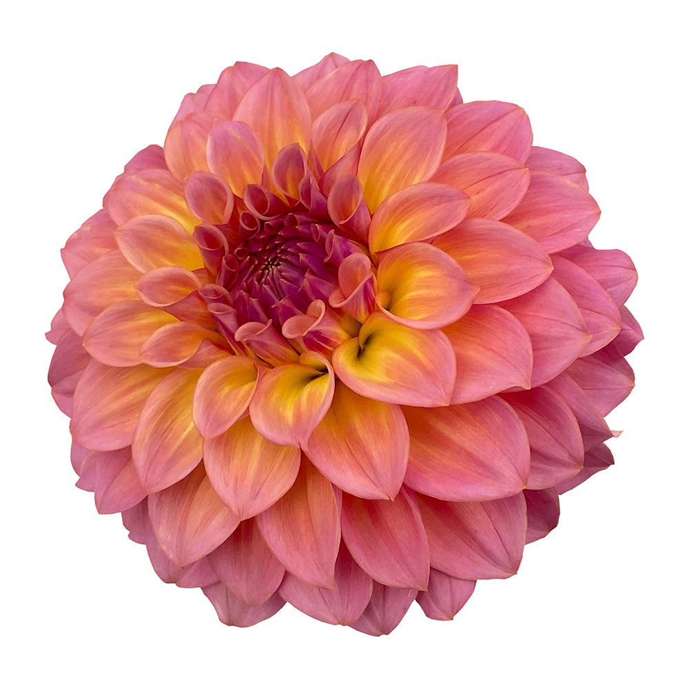 BLOOMQUIST DAVE – Chelan Butte Dahliary