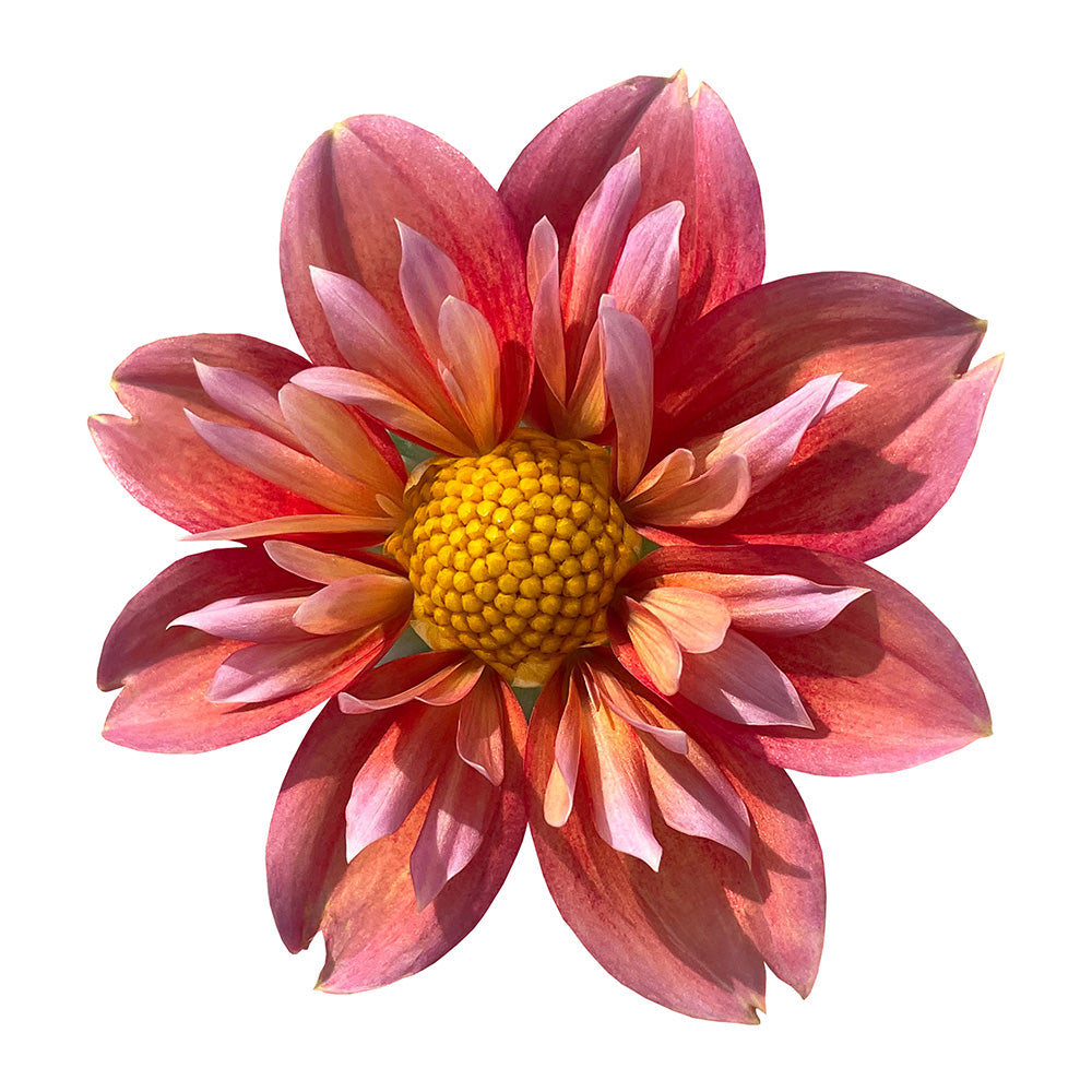 BLOOMQUIST SIMPLE – Chelan Butte Dahliary