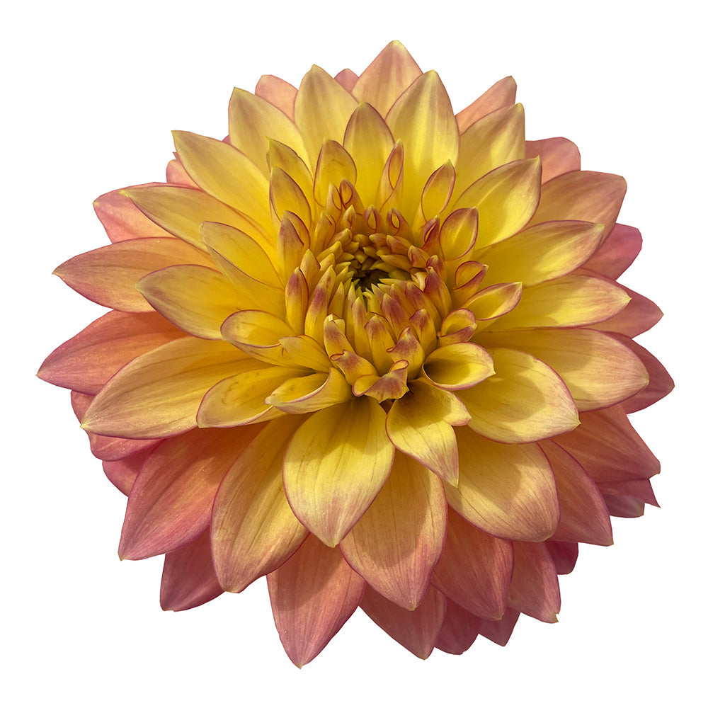 BLOOMQUIST VIGOR – Chelan Butte Dahliary