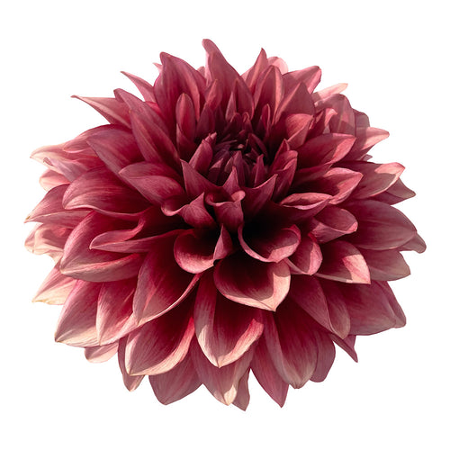 Dahlia Tubers – Page 2 – Chelan Butte Dahliary
