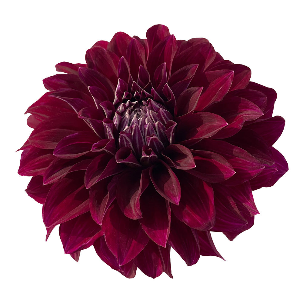 CDP MR. PURPLE – Chelan Butte Dahliary