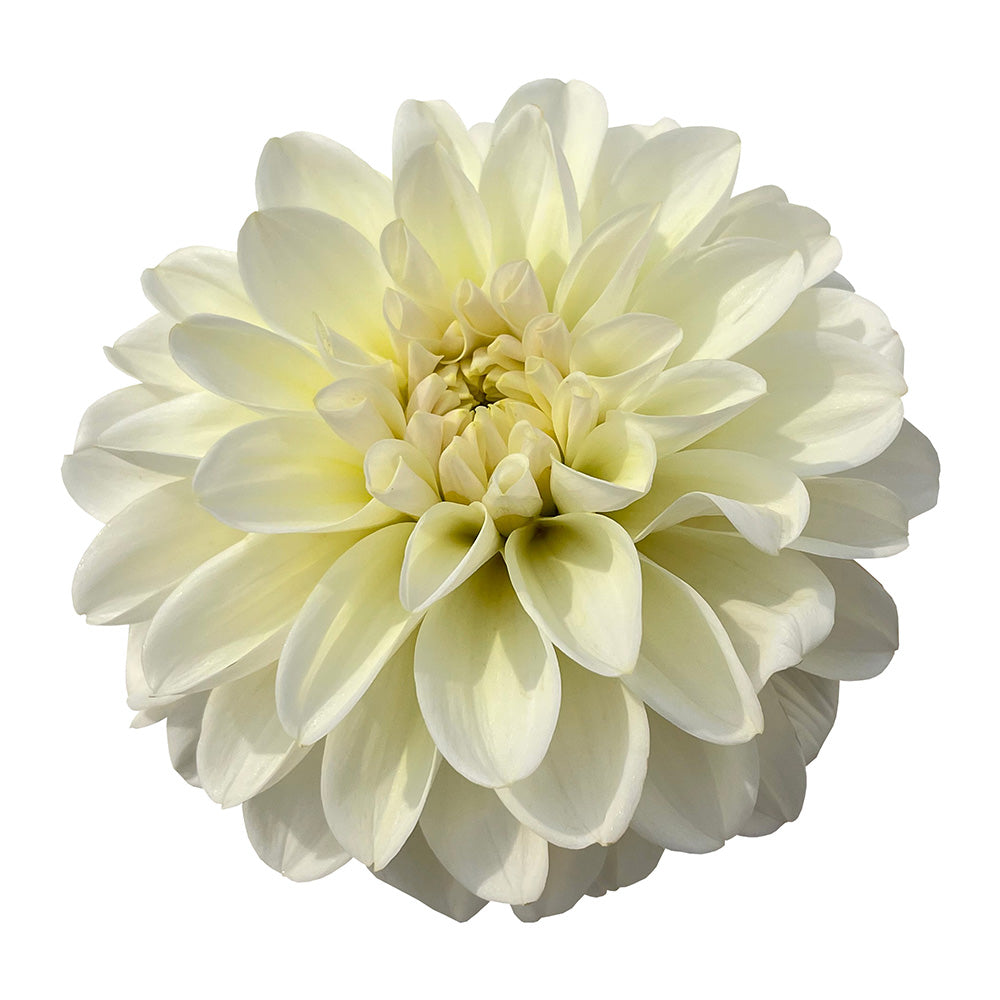 CARAMEL ANTIQUE – Chelan Butte Dahliary