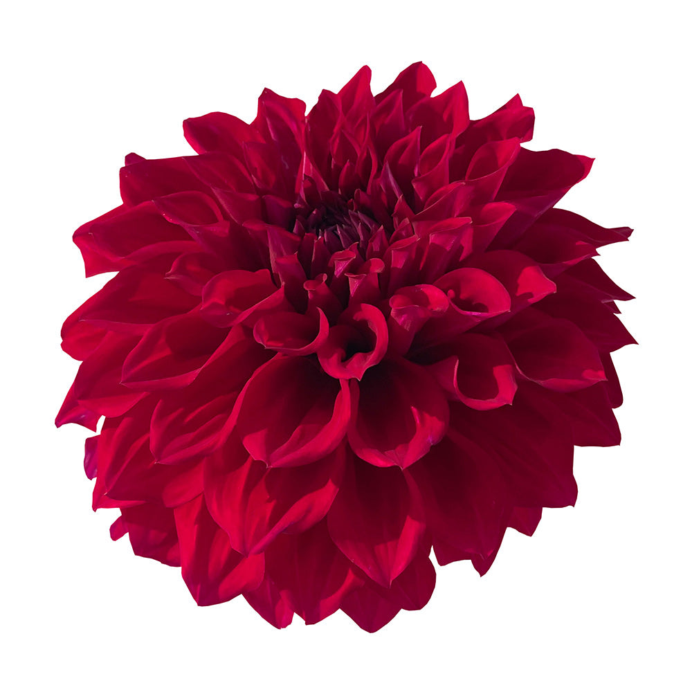 FORMBY KAITLIN – Chelan Butte Dahliary