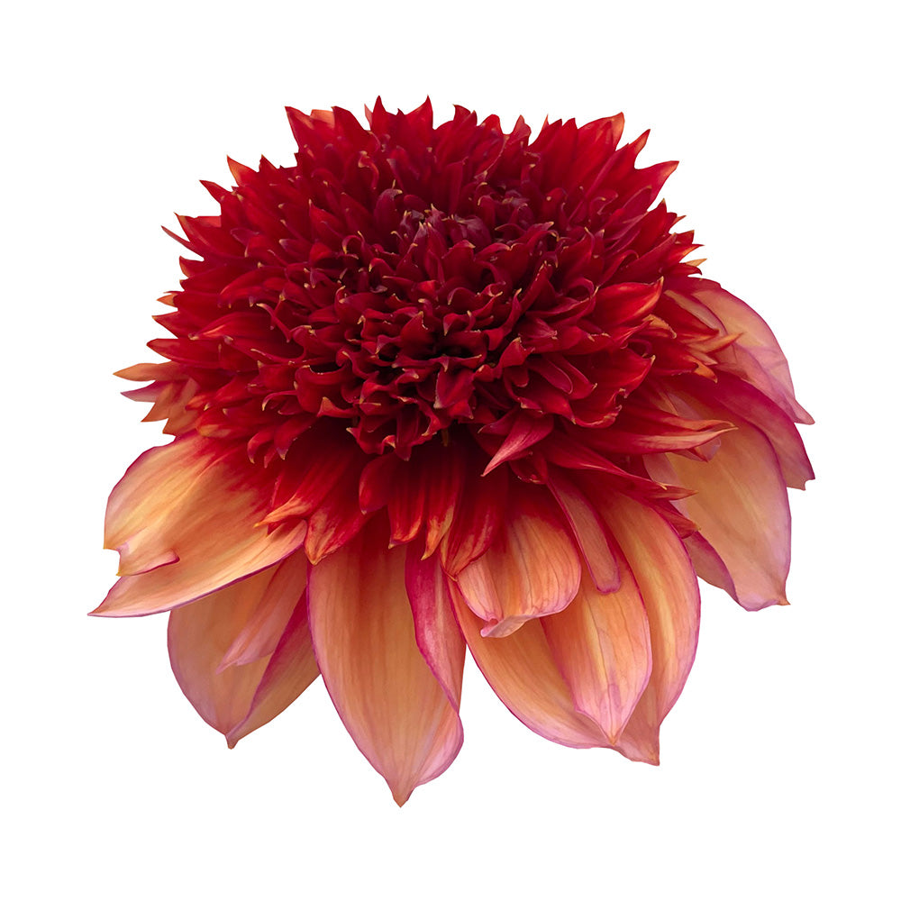 GITTY UP – Chelan Butte Dahliary