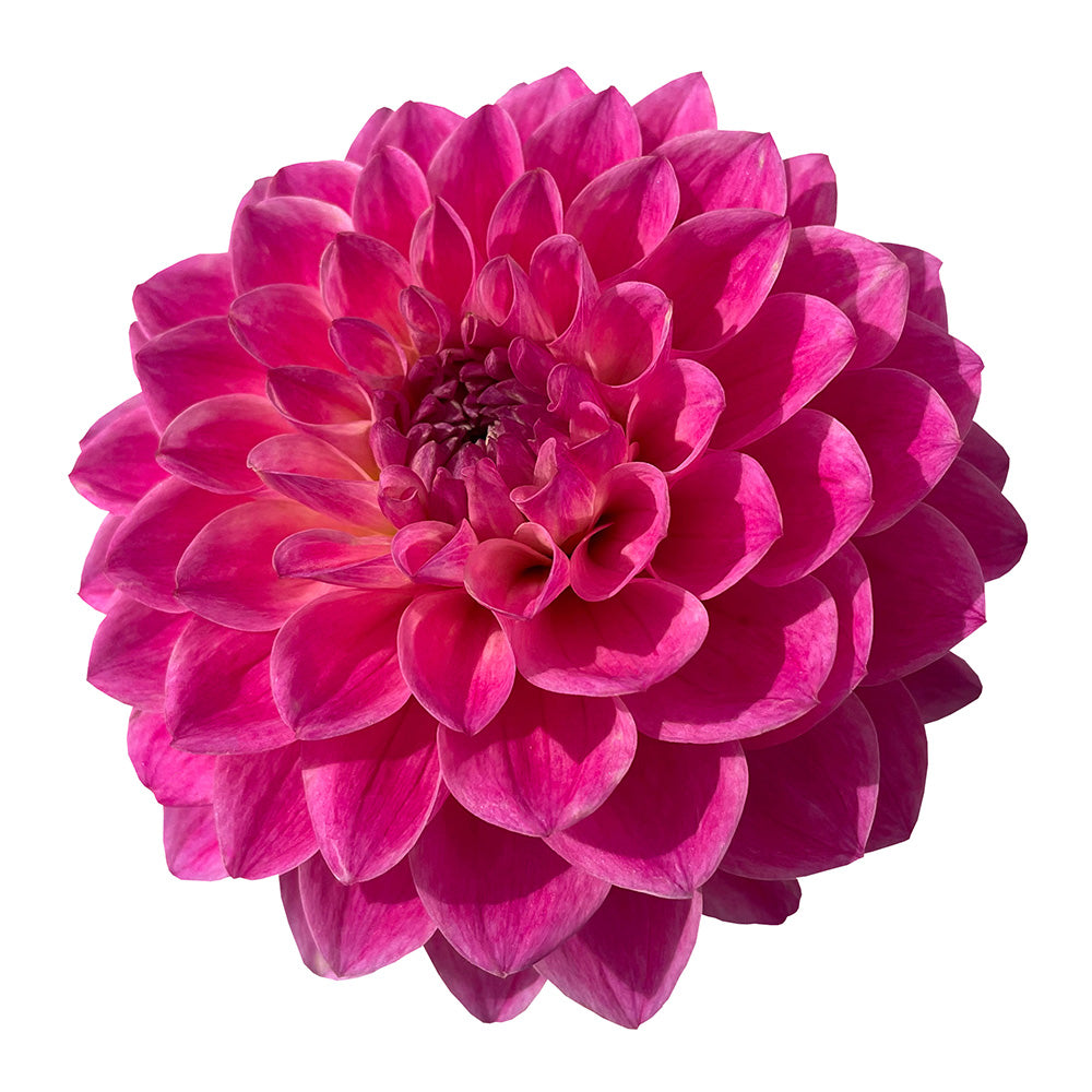 IRIS JONES – Chelan Butte Dahliary