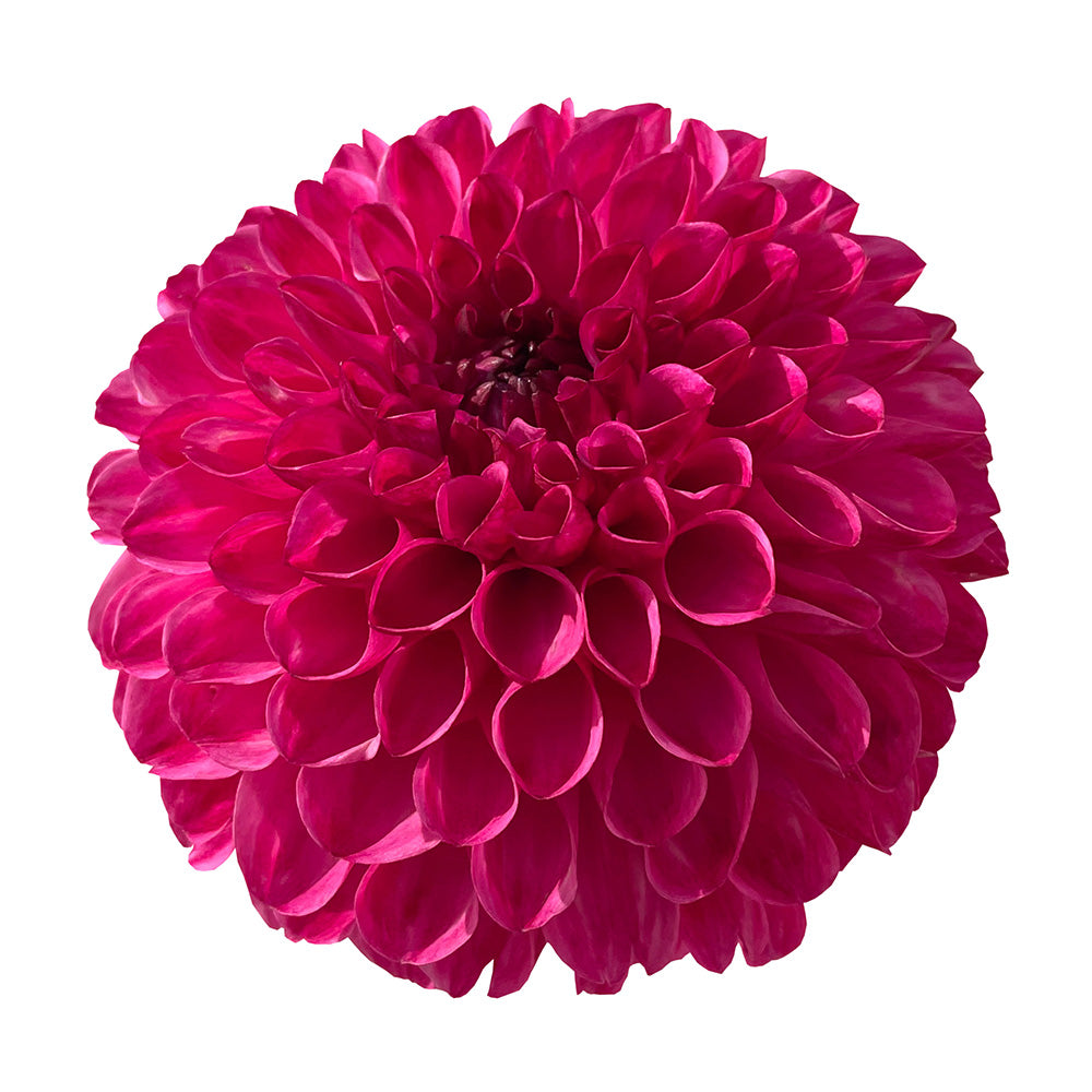 JS DOROTHY ROSE – Chelan Butte Dahliary