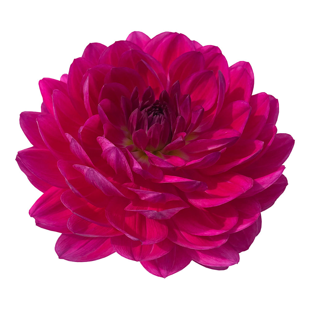 LYN'S LEXI – Chelan Butte Dahliary