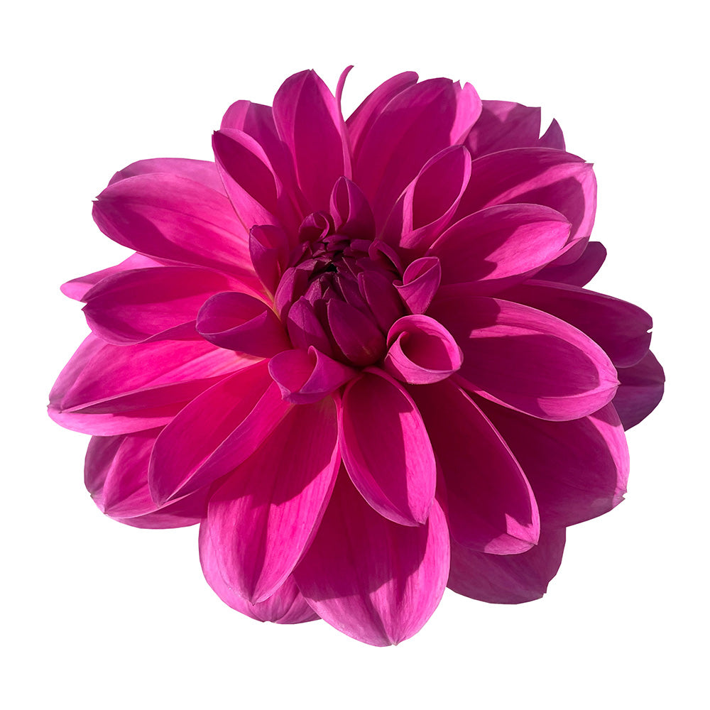 MISSION PINK EYES – Chelan Butte Dahliary