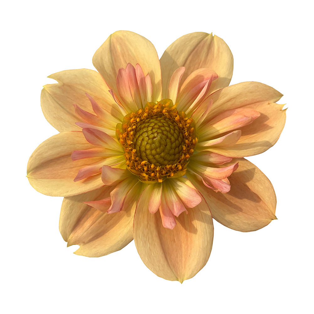 NANA'S PETALS – Chelan Butte Dahliary