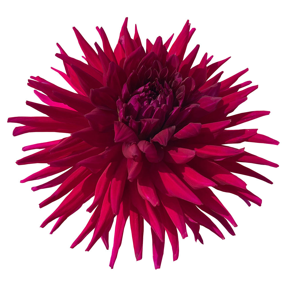 OAKLYN CLAIRE – Chelan Butte Dahliary