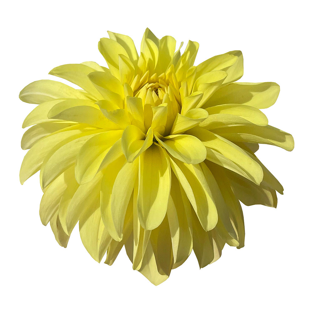 RIVER'S ALEX – Chelan Butte Dahliary