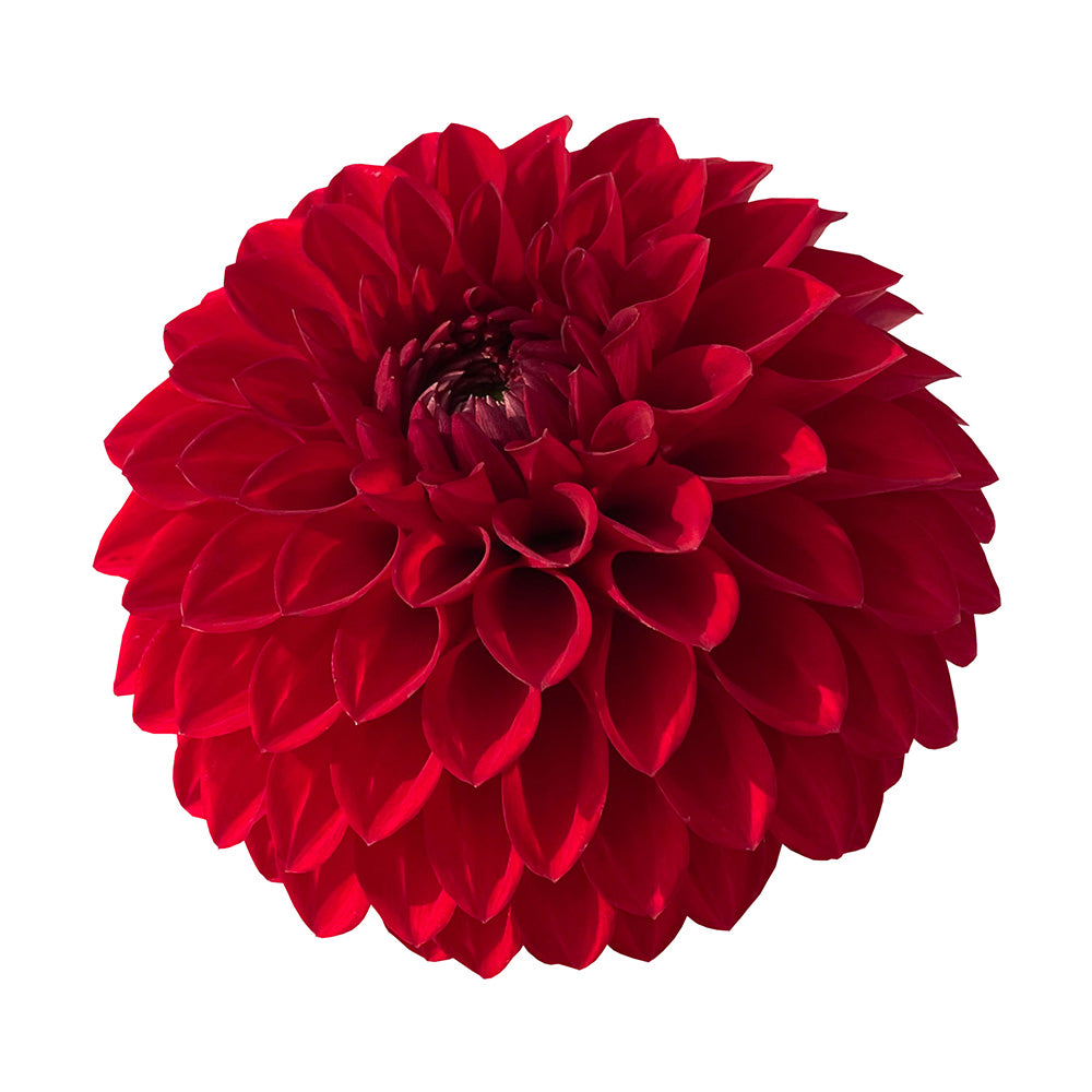 SHEVAL MEGAN – Chelan Butte Dahliary