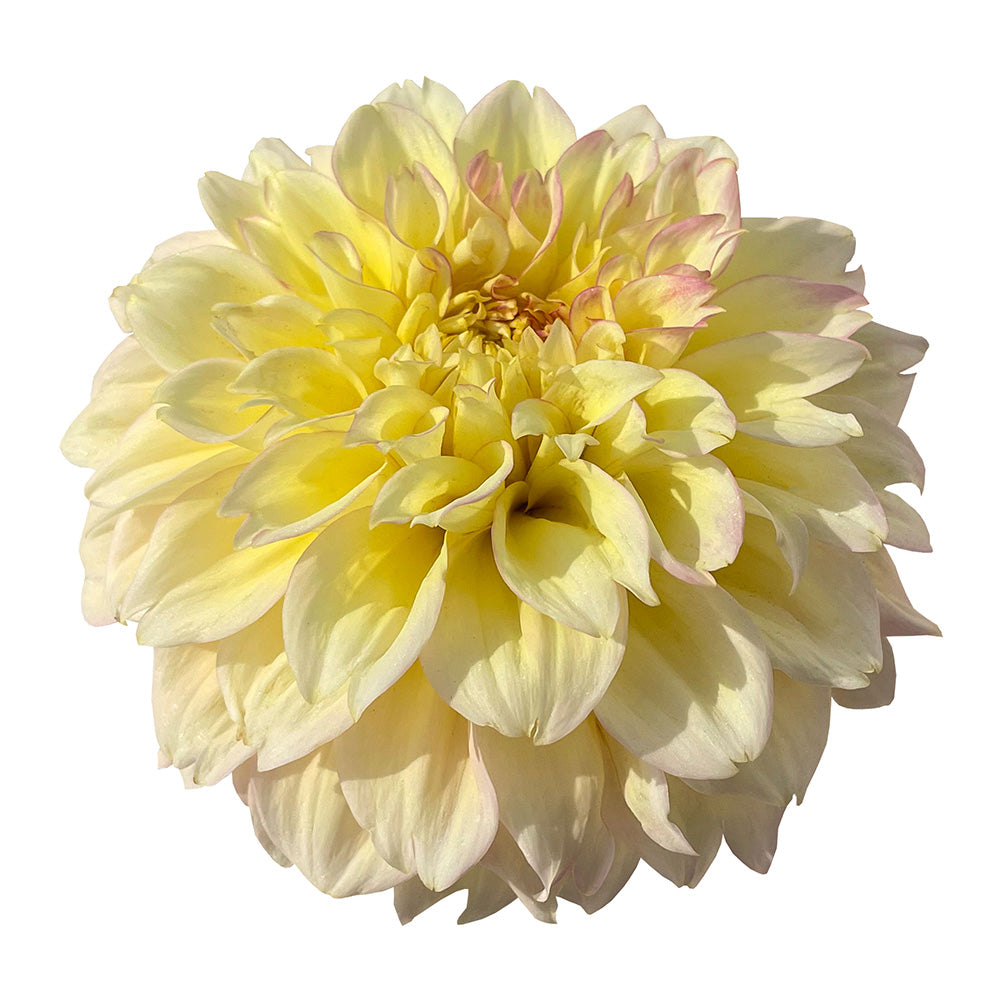 SIDEHILL TRISHIE – Chelan Butte Dahliary