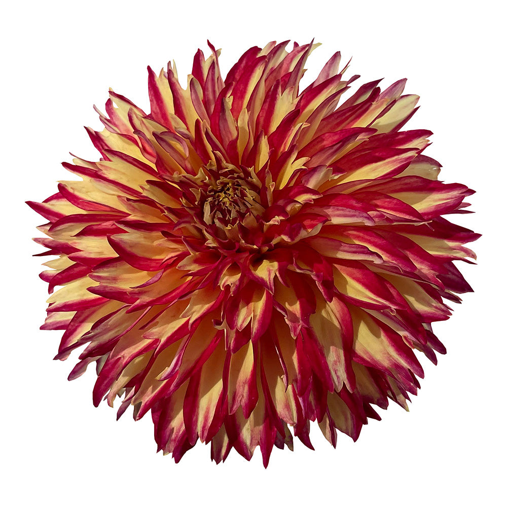 VISTA RON – Chelan Butte Dahliary