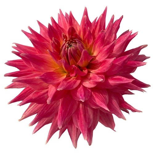 Dahlia Tubers – Chelan Butte Dahliary