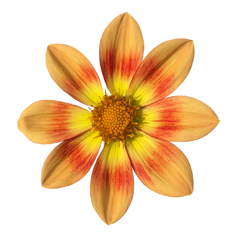 ANNIE'S SUNFLOWER – Chelan Butte Dahliary