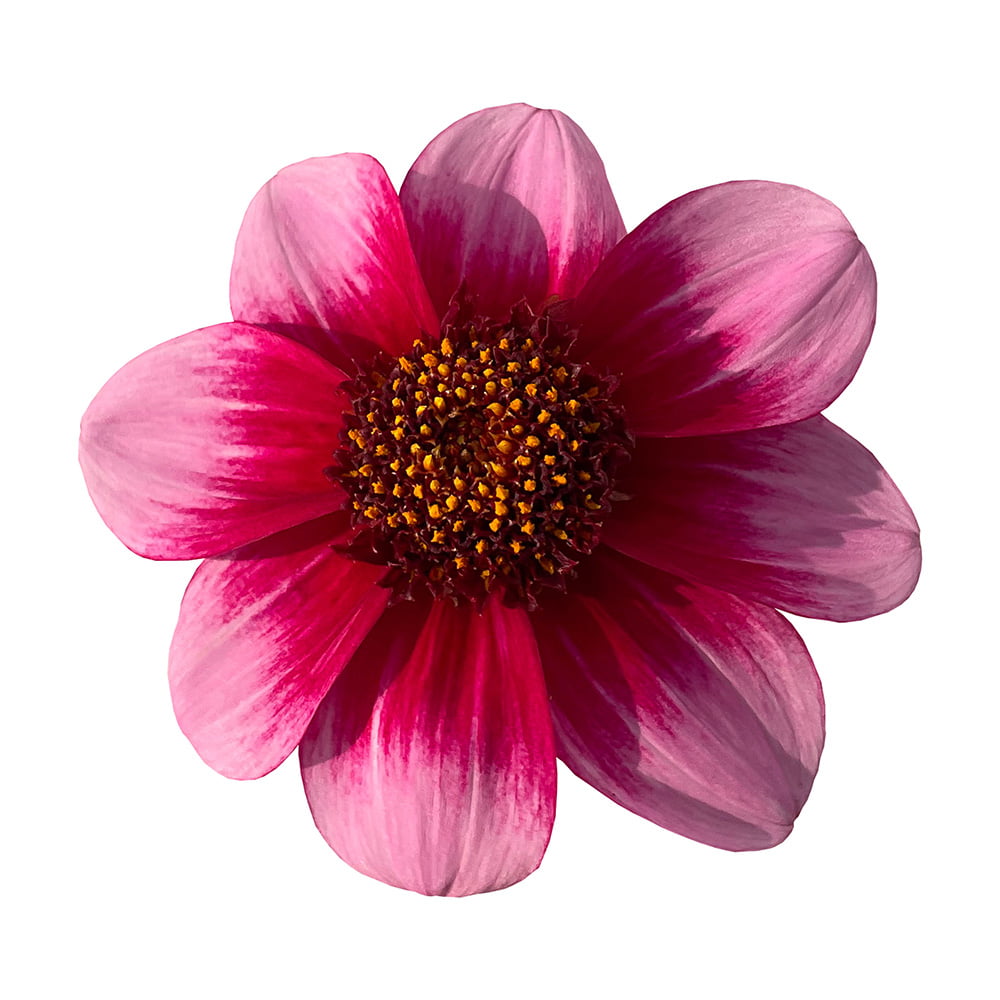 GG'S RUBY TUESDAY – Chelan Butte Dahliary