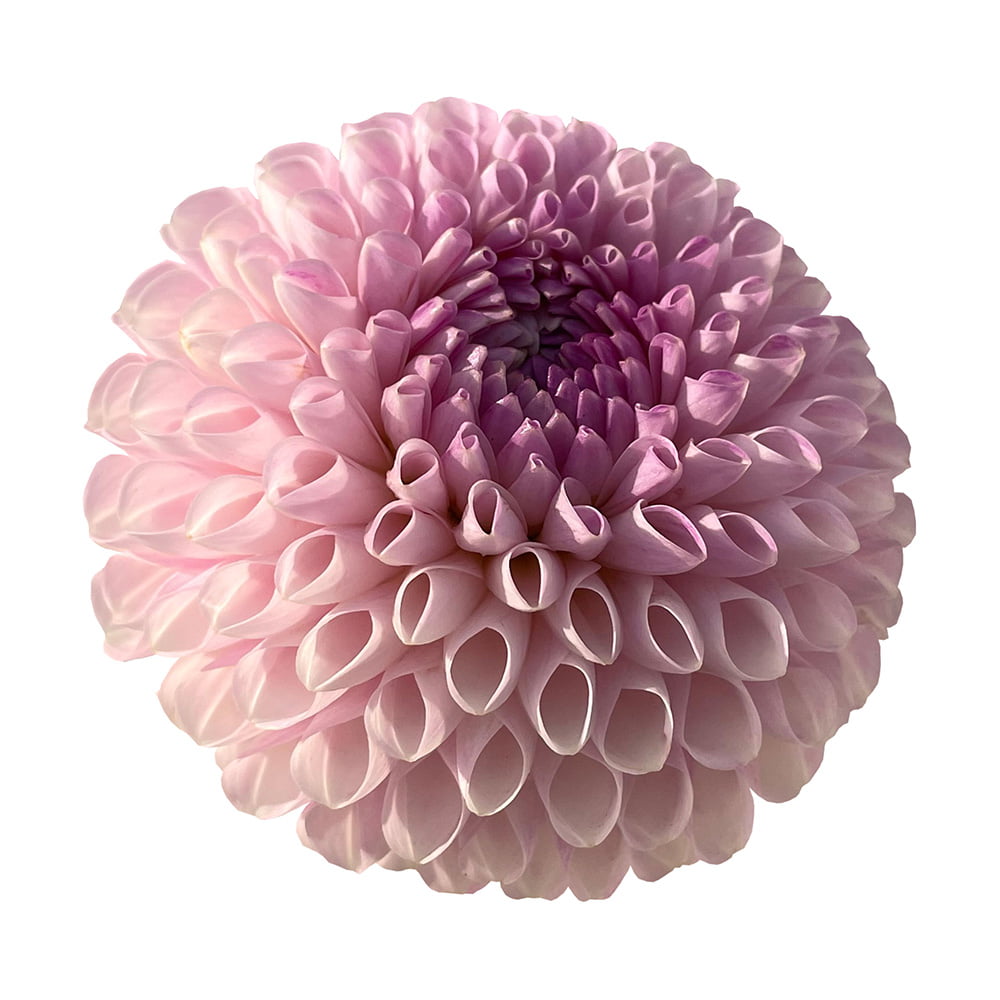 IRISH CANDY – Chelan Butte Dahliary