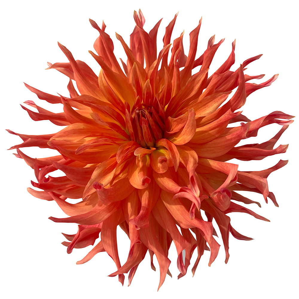 WOODLAND'S WILDTHING – Chelan Butte Dahliary